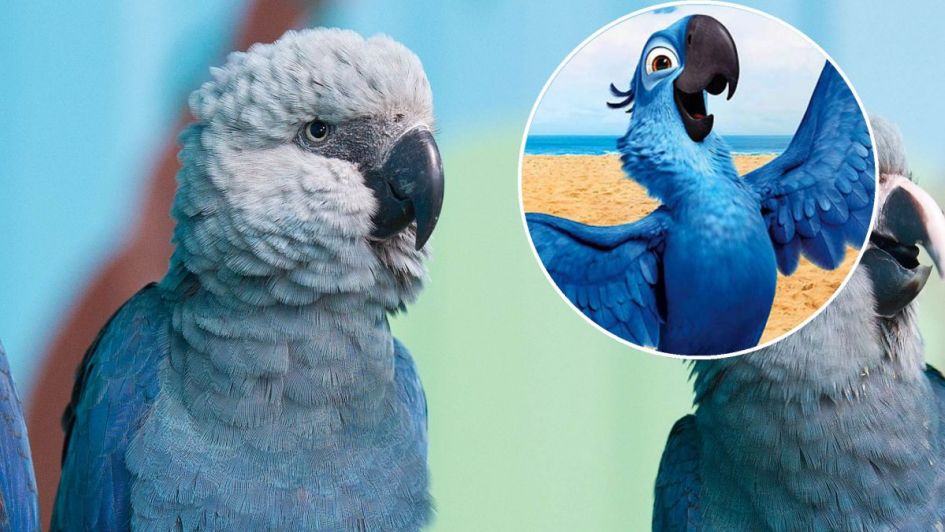 Blue, el loro azul que inspiró la película Río, se ha extinguido
