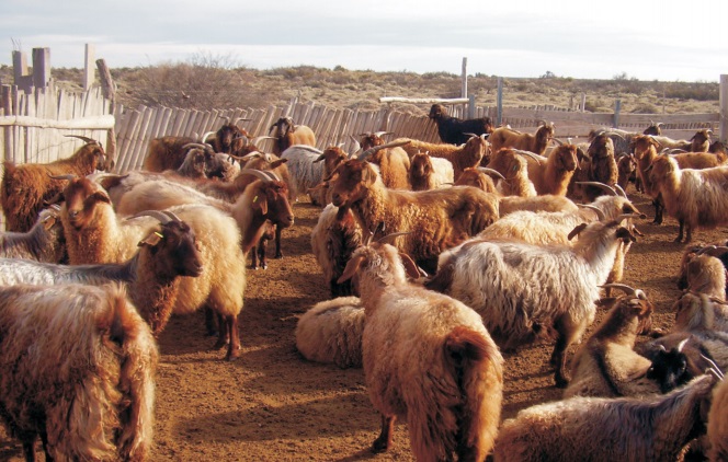Desde el oeste pampeano: vellones de Cabras Coloradas al mercado textil